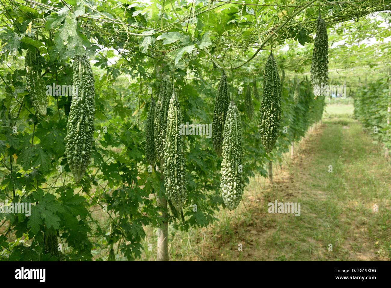 Bitter gourd vegetables hi-res stock photography and images - Alamy