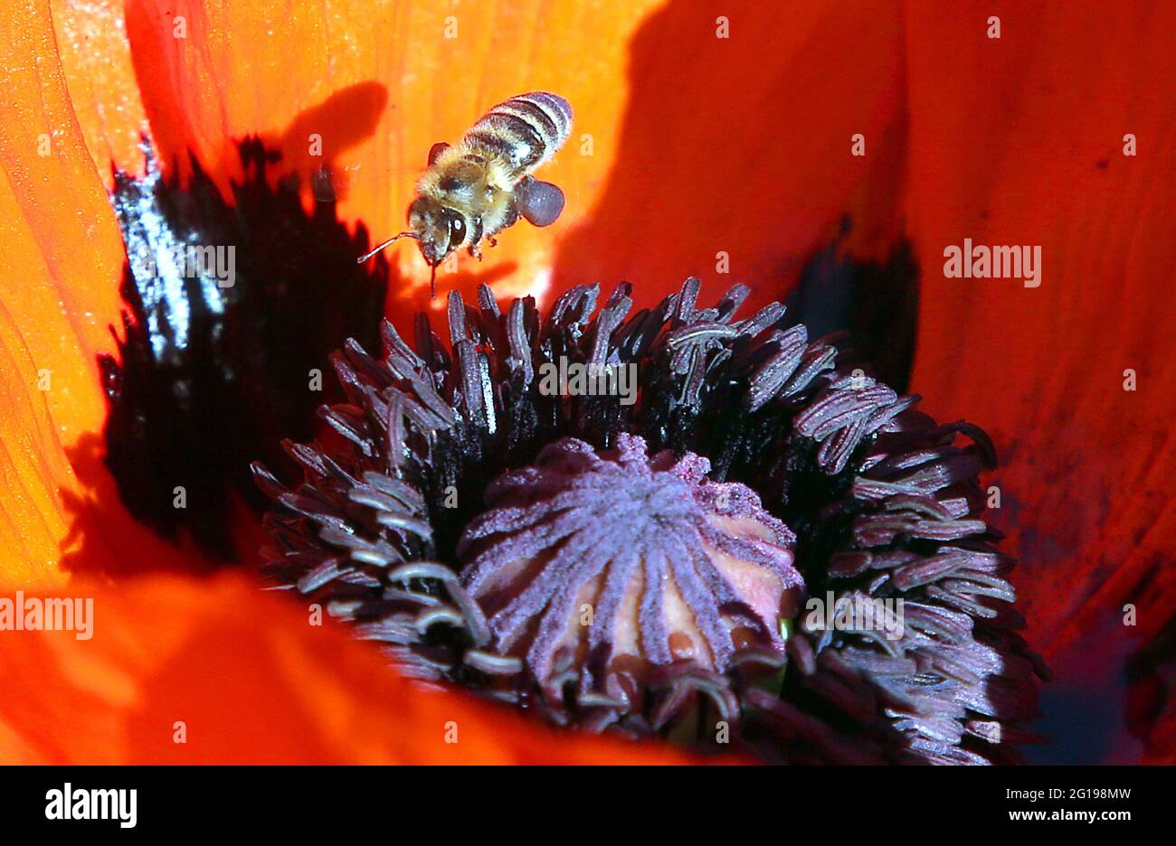 06 June 2021, Berlin: A honey bee with bulging purple pollen pouches ...