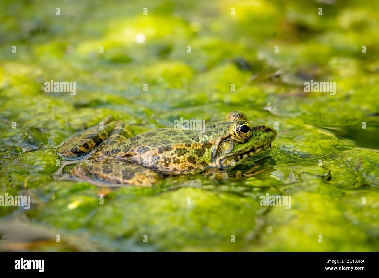 One pool frog in water in natural habitat. Pelophylax lessonae ...