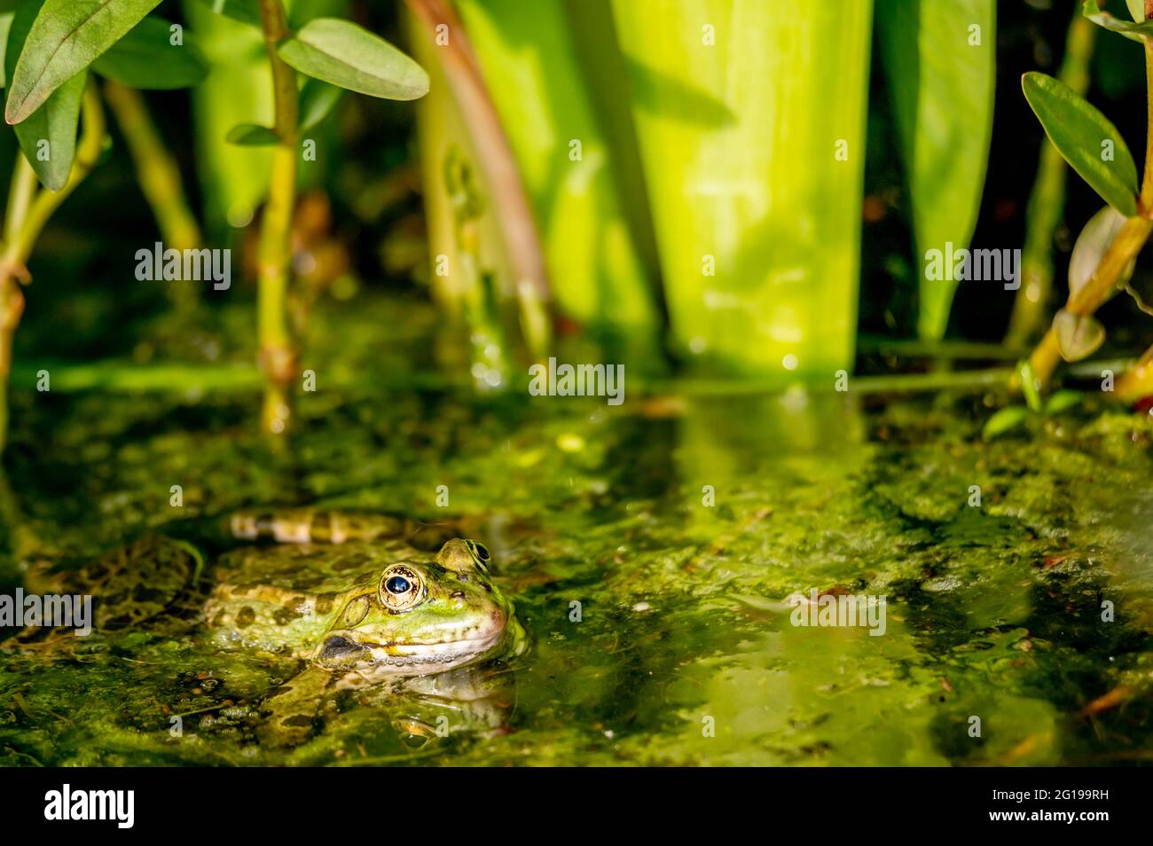 One pool frog in water in natural habitat. Pelophylax lessonae ...