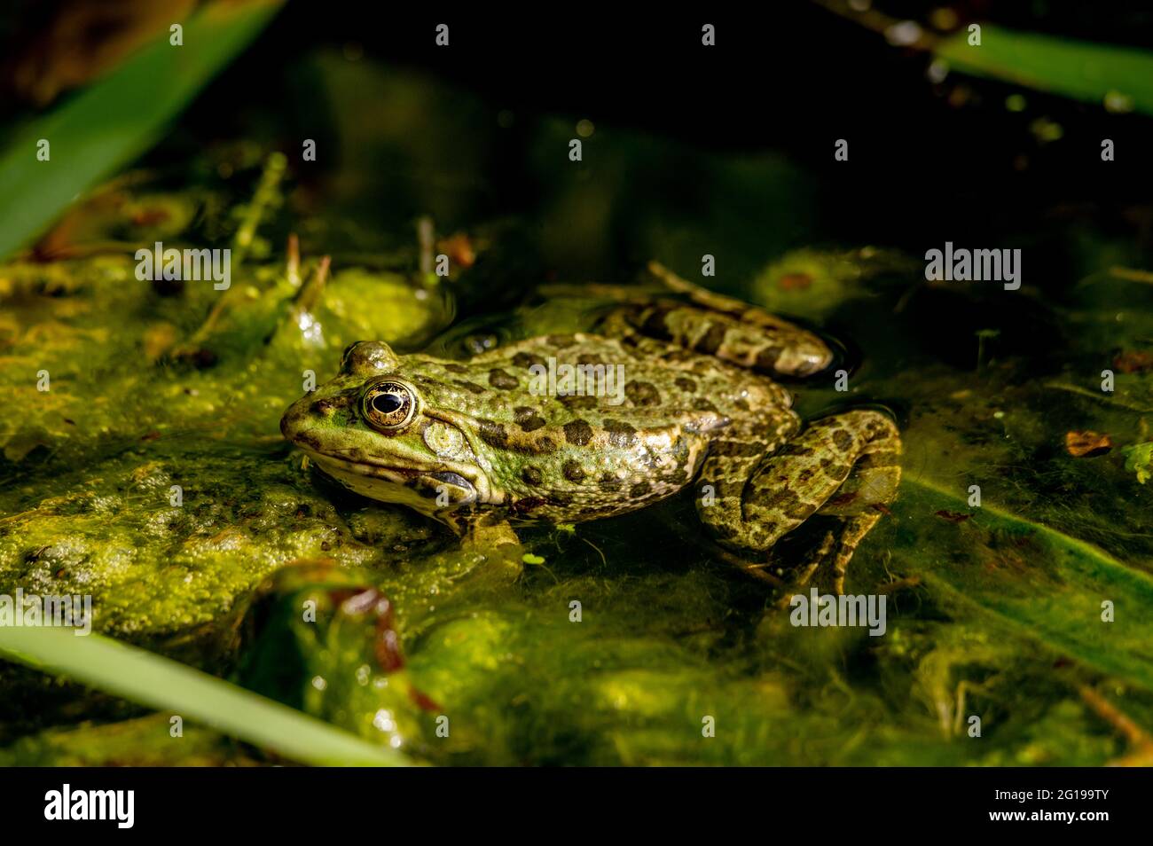 One pool frog in water in natural habitat. Pelophylax lessonae ...