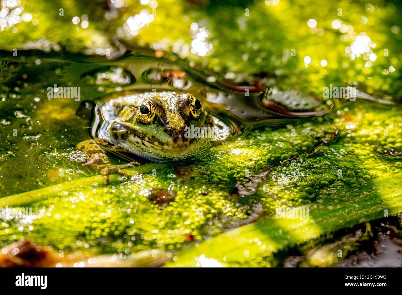 One pool frog in water in natural habitat. Pelophylax lessonae ...