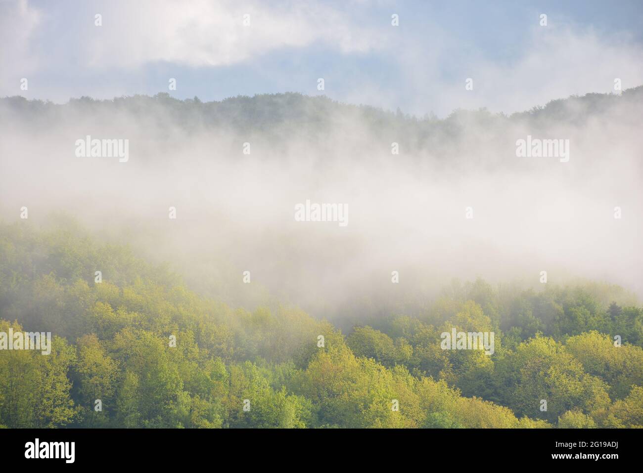 forest in the morning fog. beautiful nature scenery in spring. green ...