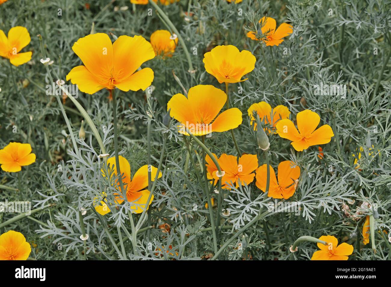 california poppy in bloom, Eschscholzia californica; Papaveraceae Stock ...