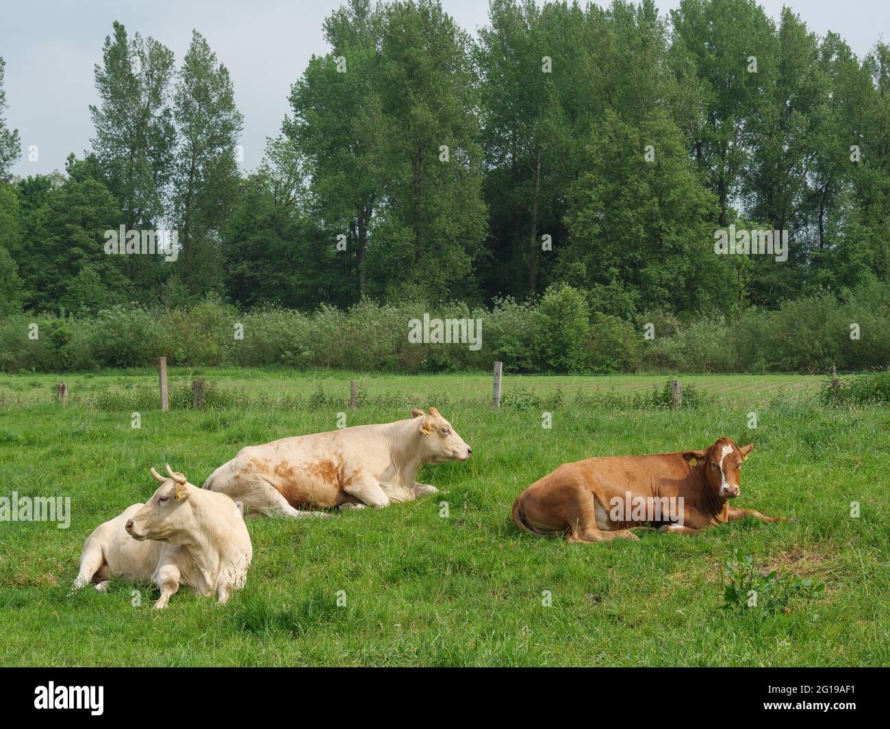 cows in germany Stock Photo - Alamy