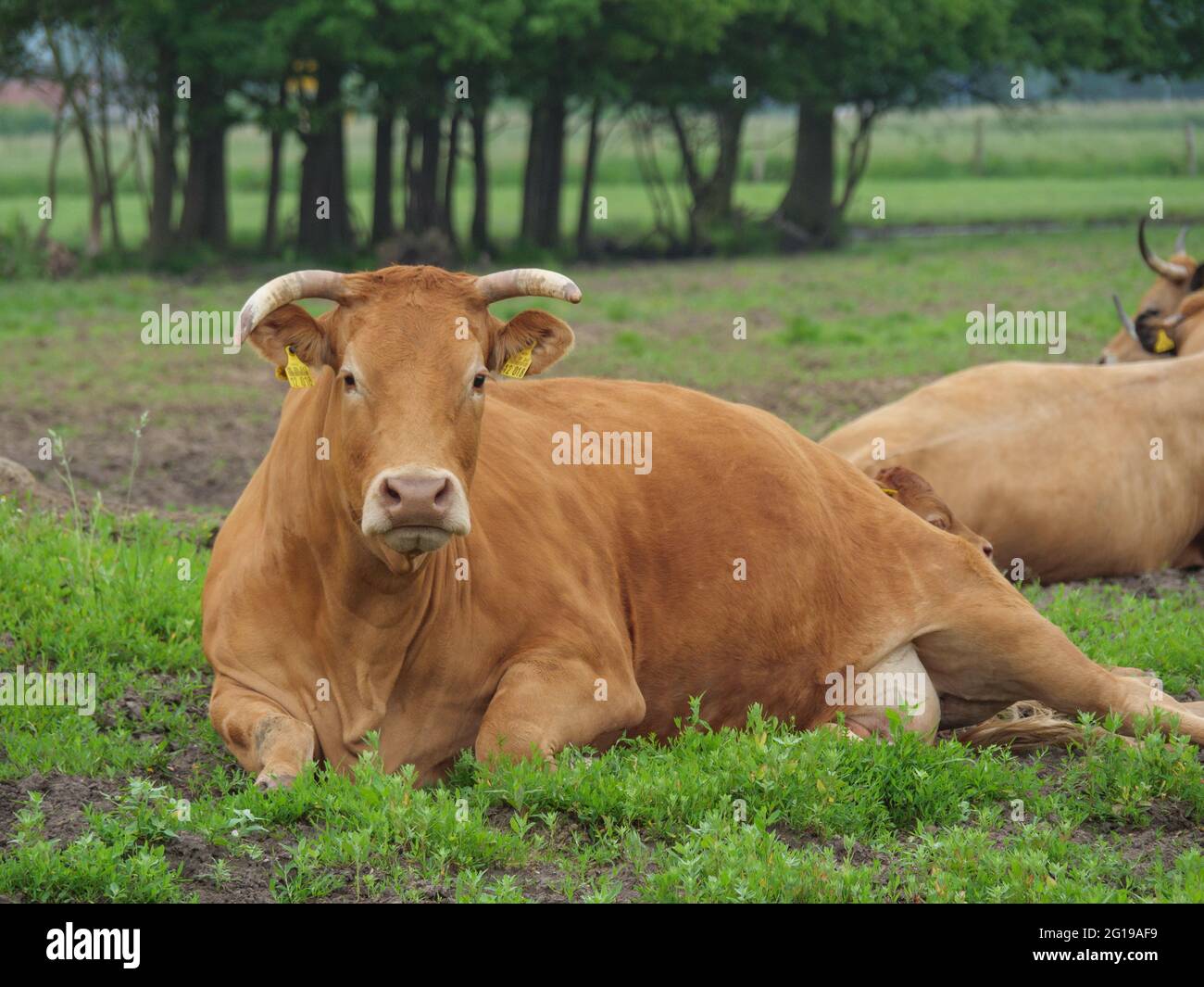 cows in germany Stock Photo - Alamy