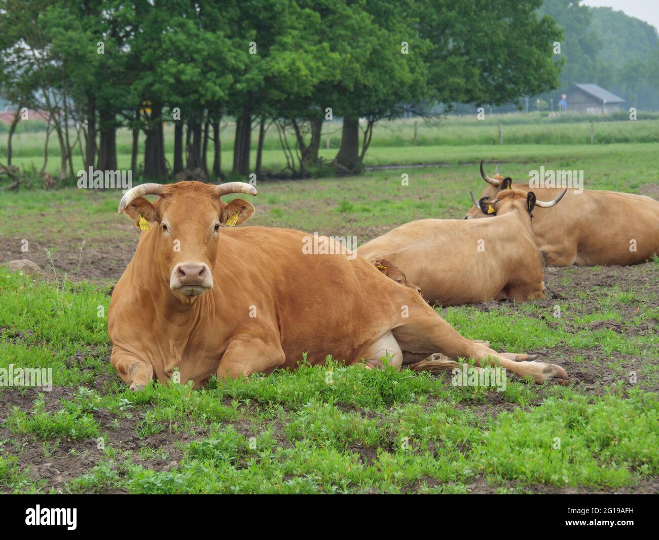 cows in germany Stock Photo - Alamy