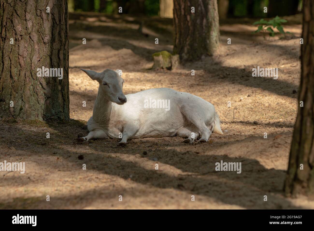 Goat under tree hi-res stock photography and images - Alamy