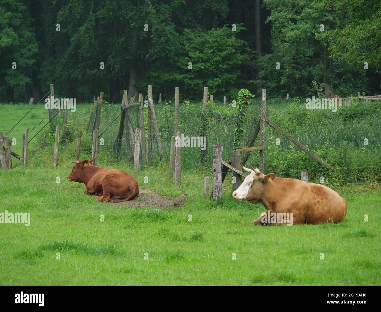 cows in germany Stock Photo - Alamy