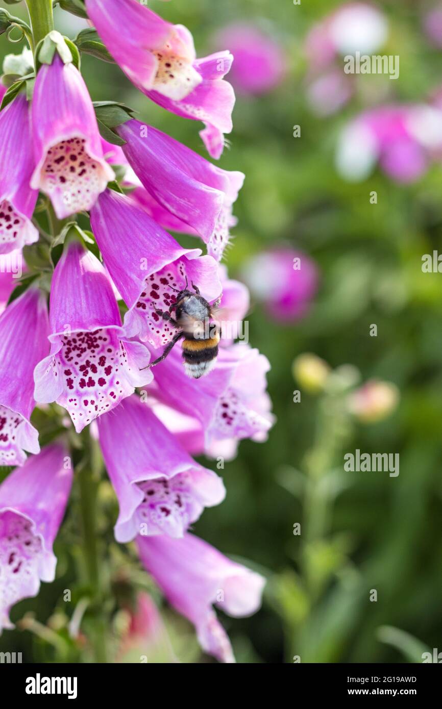 Unique pollination methods hi-res stock photography and images - Alamy