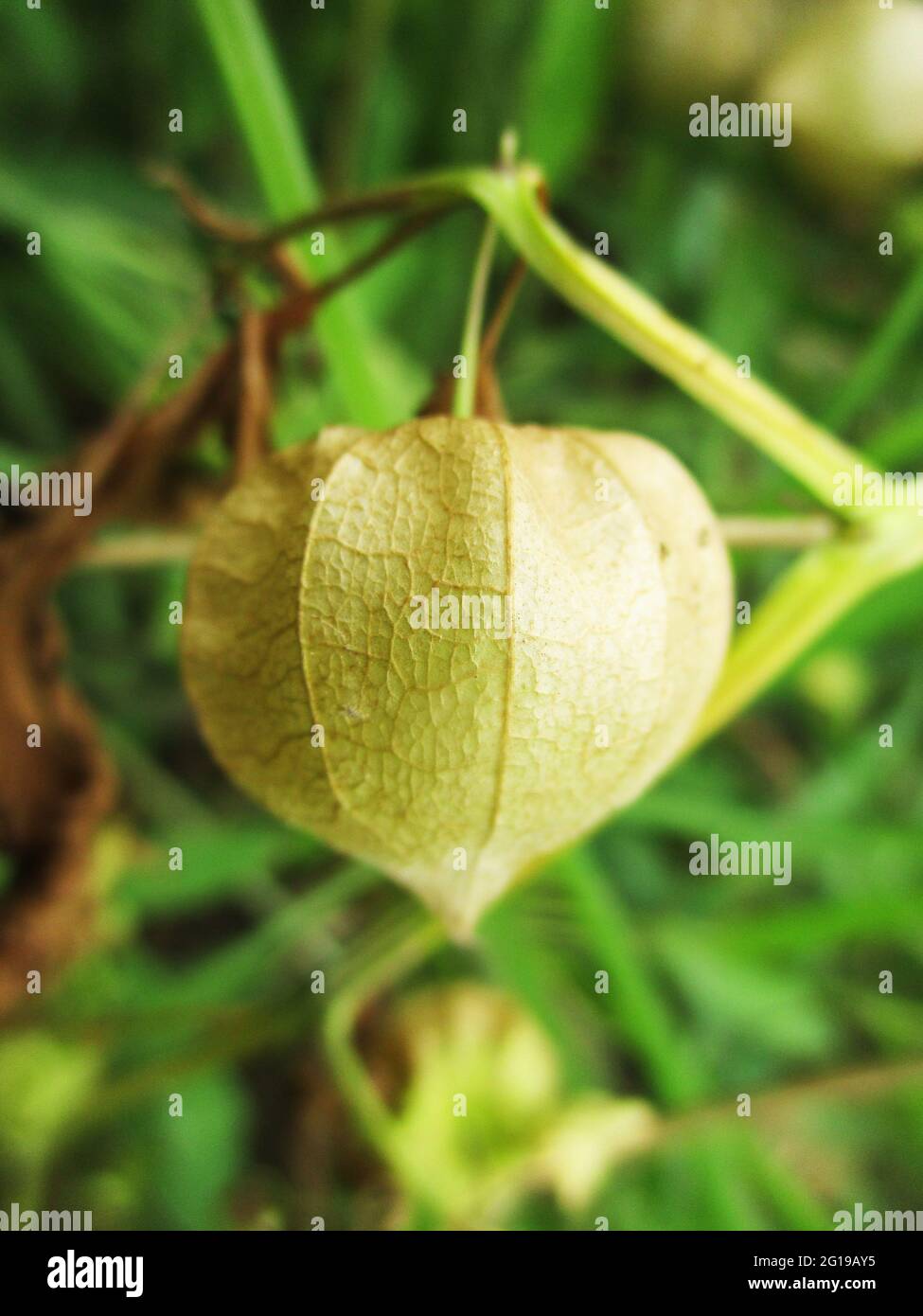 Green Leaves, Beautiful Flowers, Foliage and green Nature Isolated ...