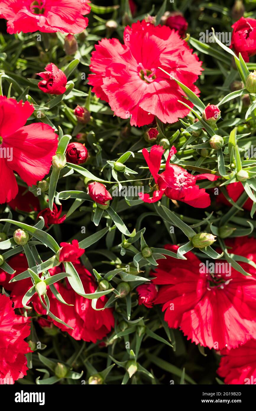 Red dianthus or pinks growing and blooming in a plant nursery Stock ...