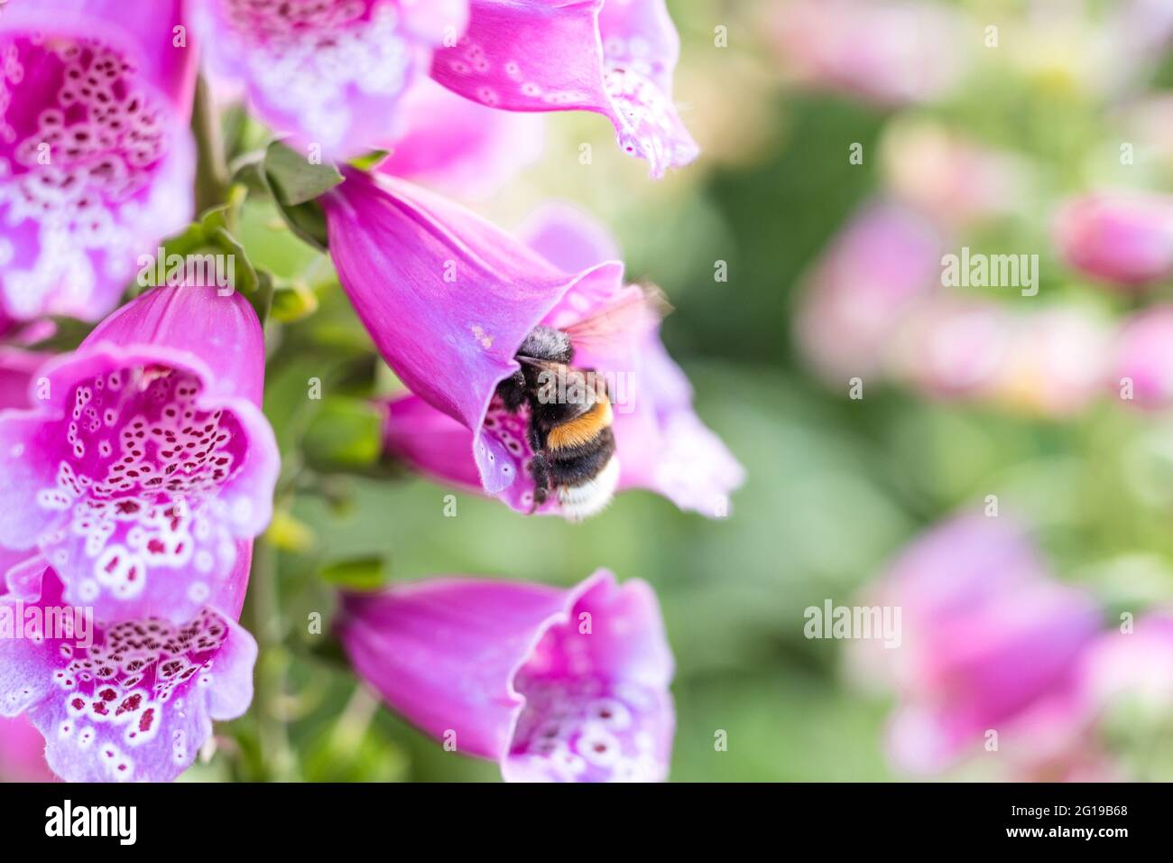 Bumblebee pollinating a perennial flower delphinium or larkspur using ...