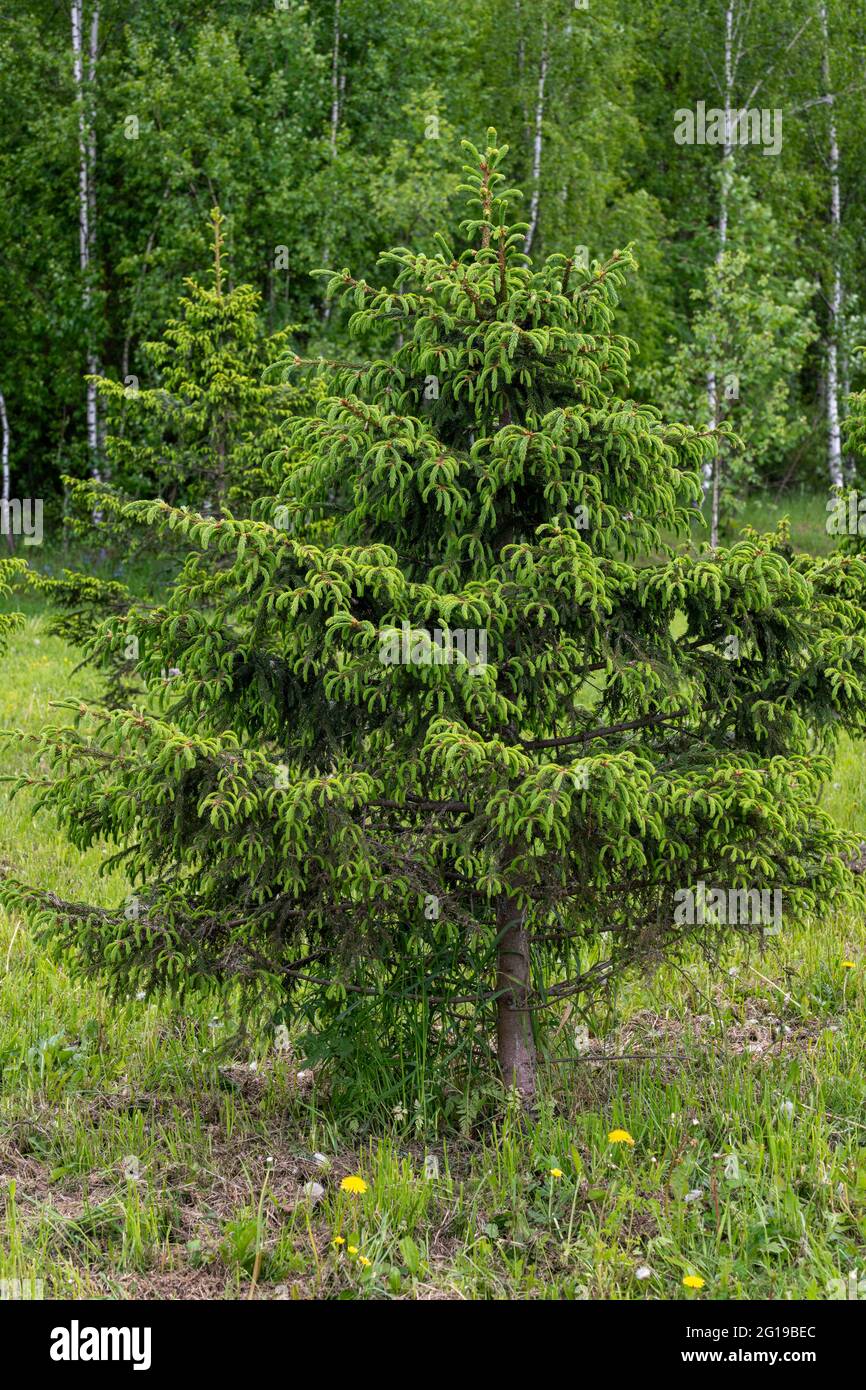 Beautiful young spruce in forest in spring Stock Photo - Alamy