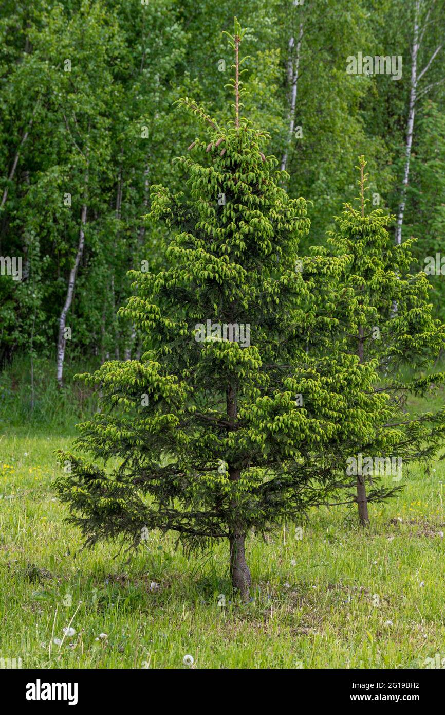 Beautiful young spruce in forest in spring Stock Photo - Alamy