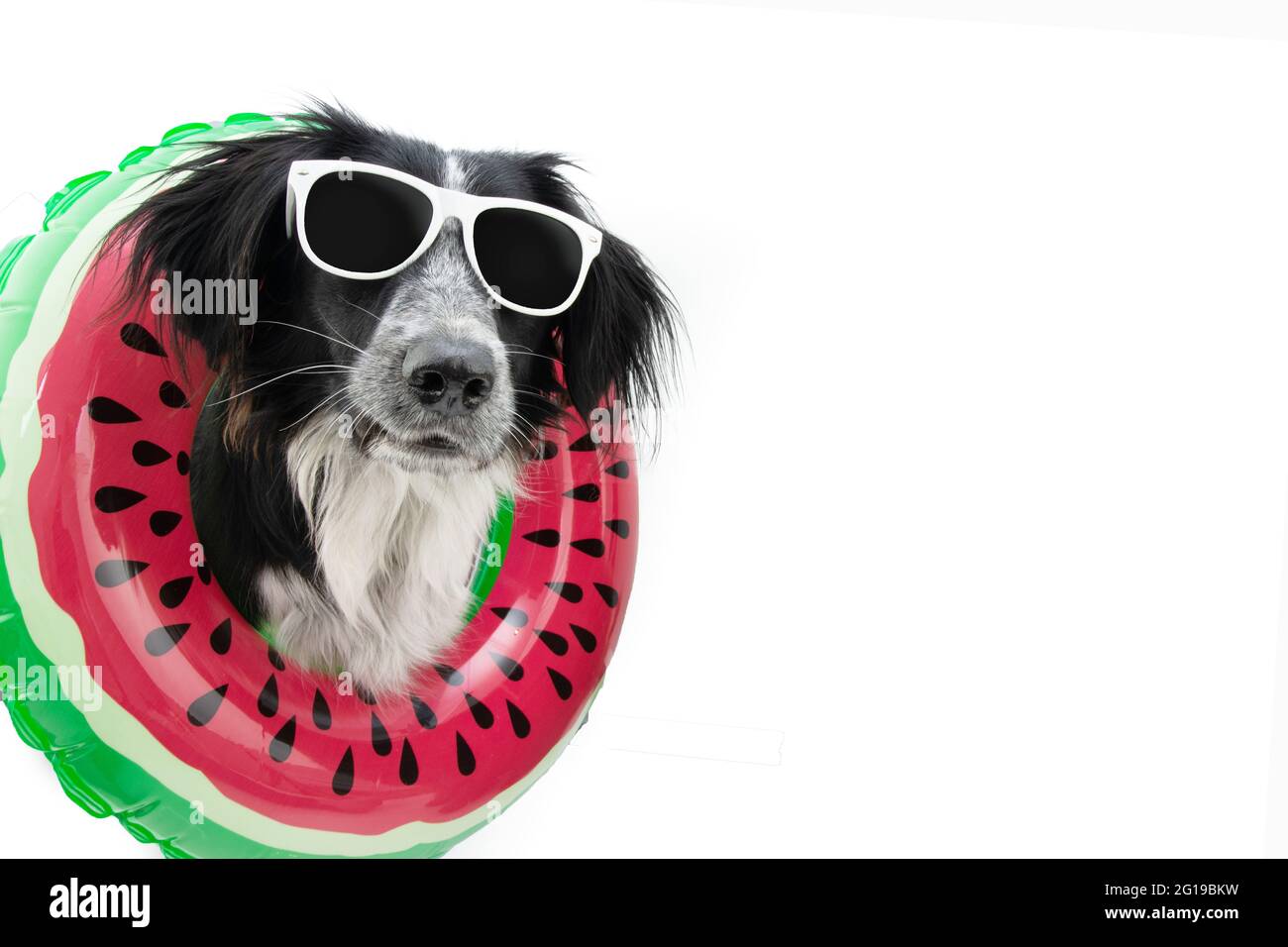 Dog summer. Border collie puppy inside a watermelon inflatable ...