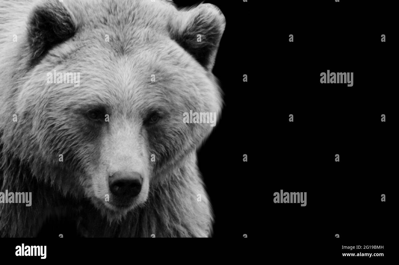 Male grizzly bear face close up Black and White Stock Photos & Images ...