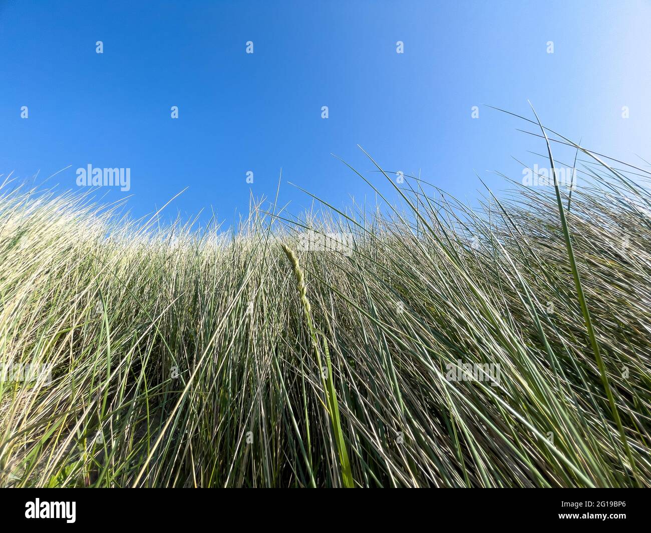 Watercolor beach grass hi-res stock photography and images - Alamy