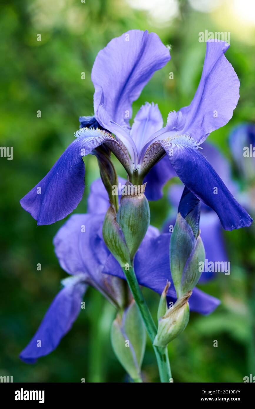 blue iris flower is very beautiful grows in nature Stock Photo - Alamy