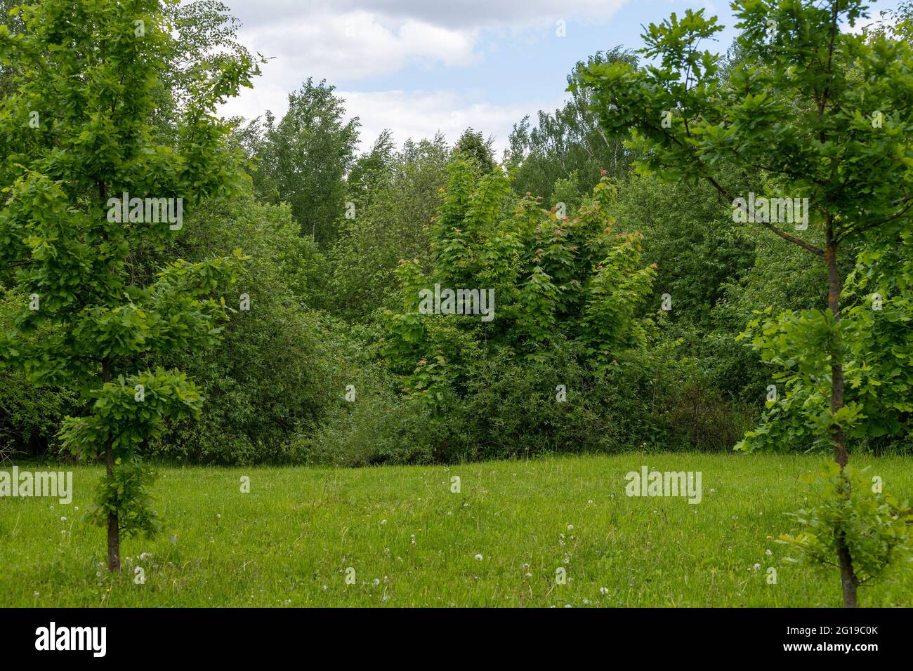 Deciduous forest edge in early summer Stock Photo - Alamy