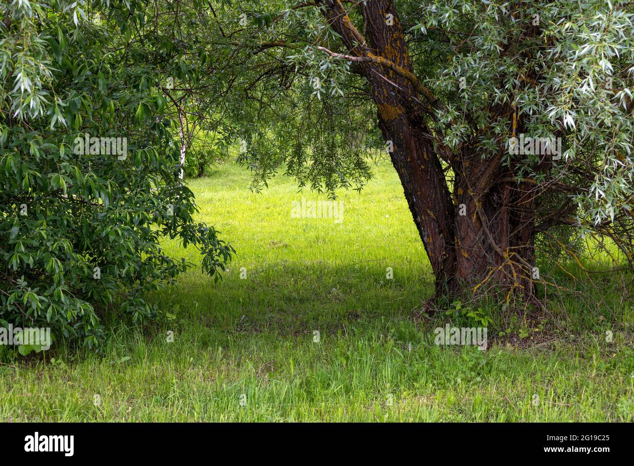Deciduous forest edge in early summer Stock Photo - Alamy