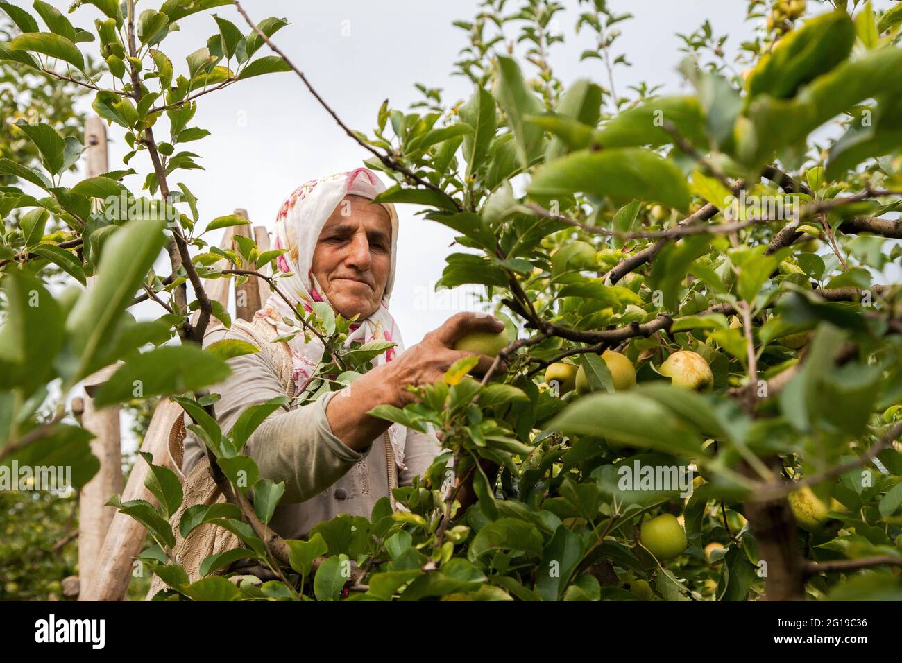 Farmer apples orchard hi-res stock photography and images - Alamy