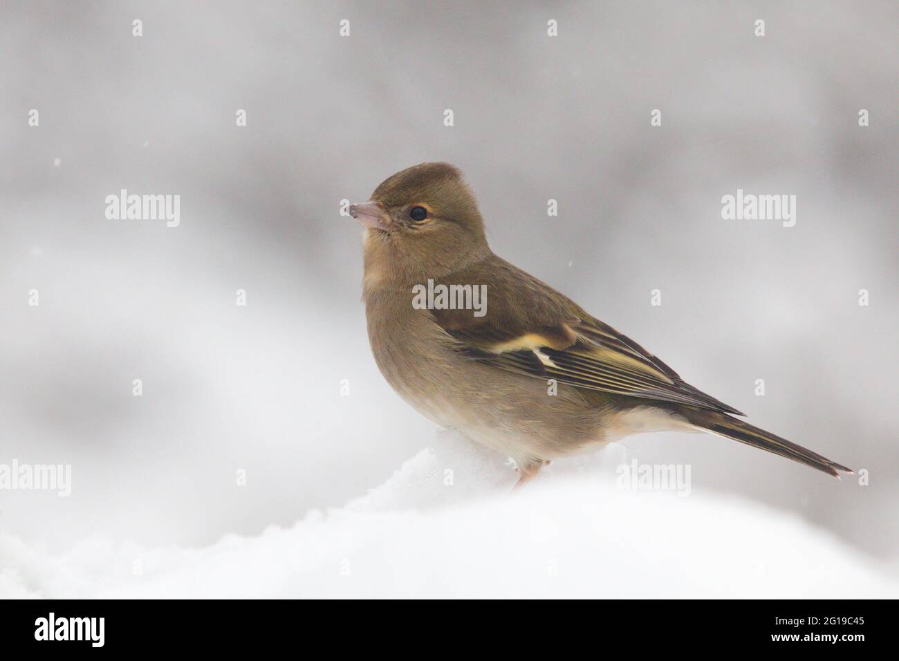 Female common chaffinch in snow Stock Photo - Alamy