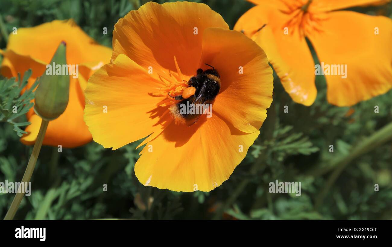 Bee taking pollen from a California poppy Stock Photo - Alamy