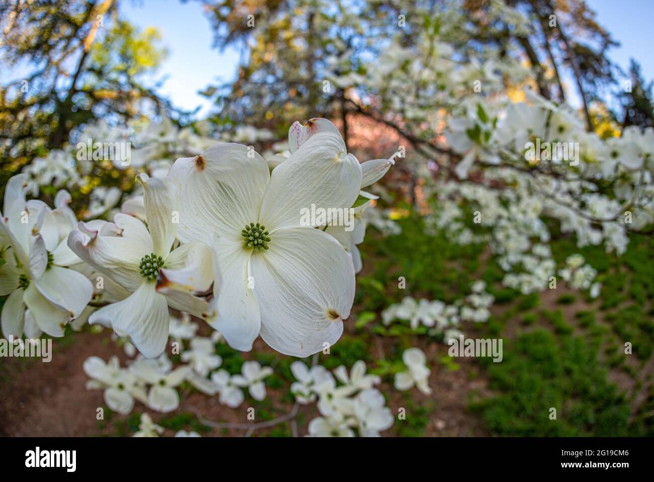 Cornus florida, the flowering dogwood, is a species of flowering tree ...