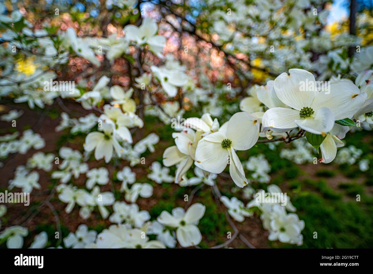 Cornus florida, the flowering dogwood, is a species of flowering tree ...