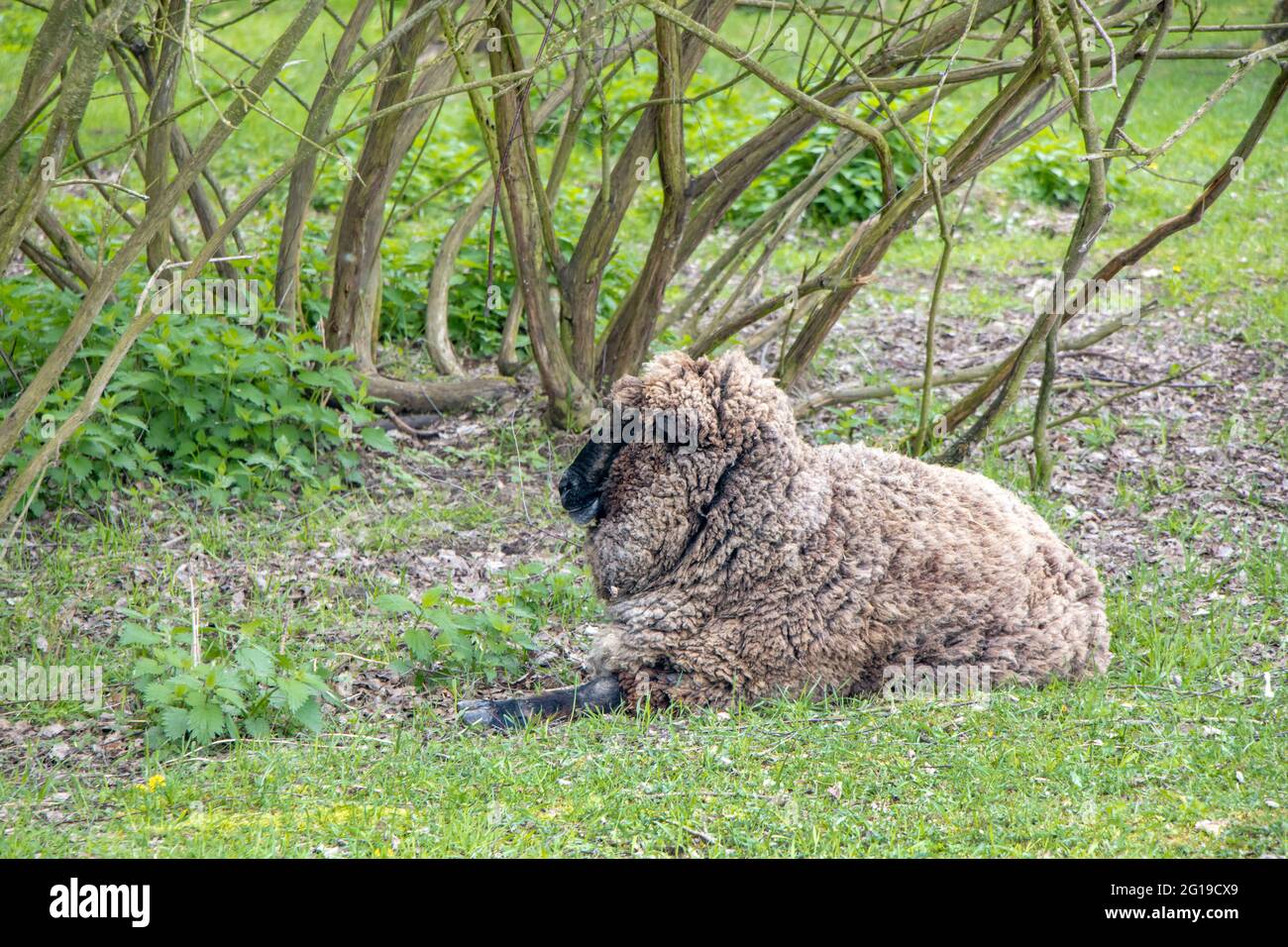 Beautiful fluffy woolly shaggy hi-res stock photography and images - Alamy