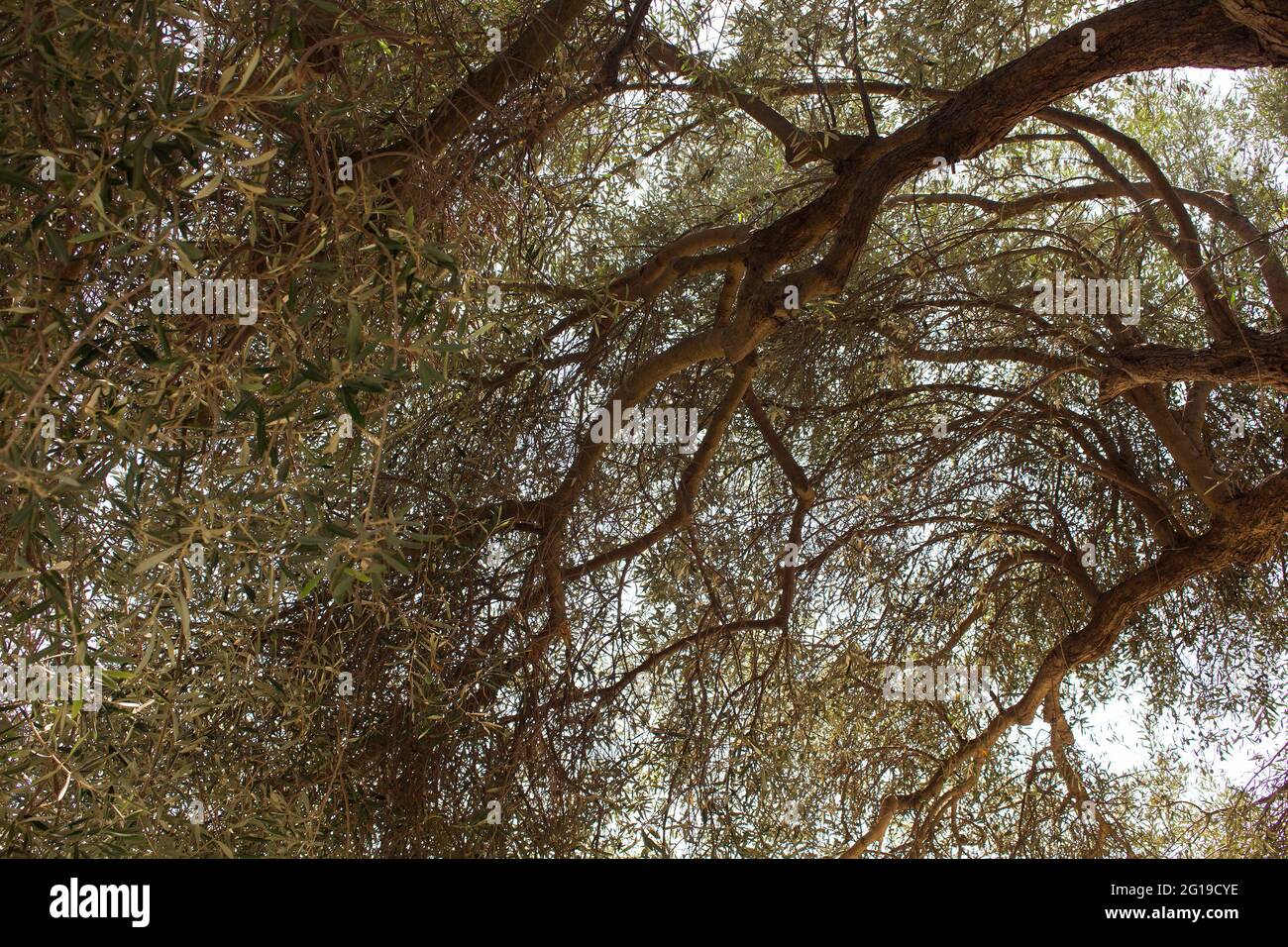 View of 1800 years old Aegean olive tree in Sigacik / Seferihisar ...