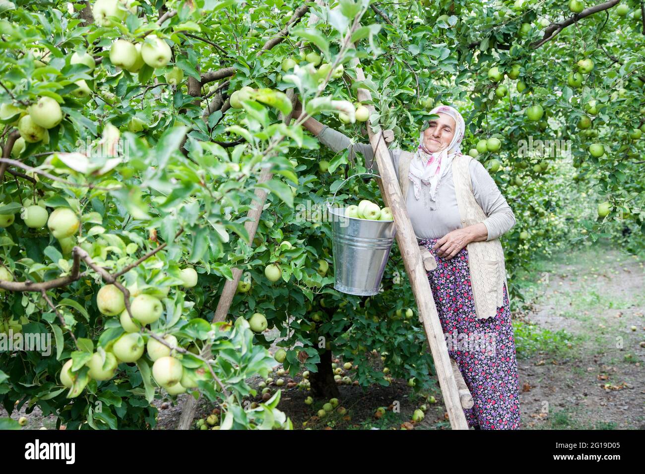 Farmer picking apples orchard hi-res stock photography and images - Alamy