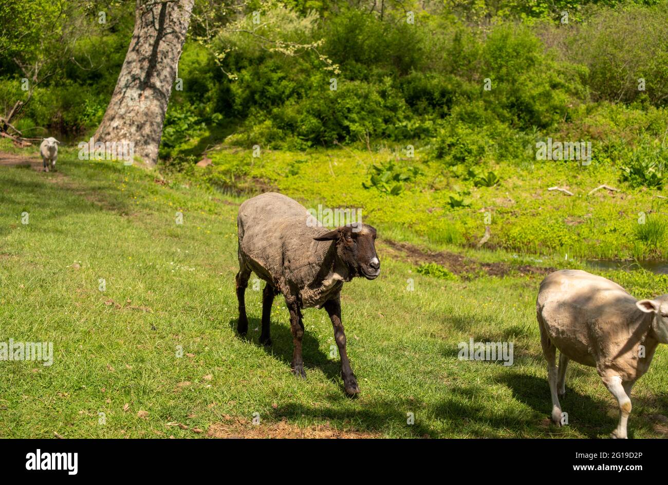 Individual sheep hi-res stock photography and images - Alamy