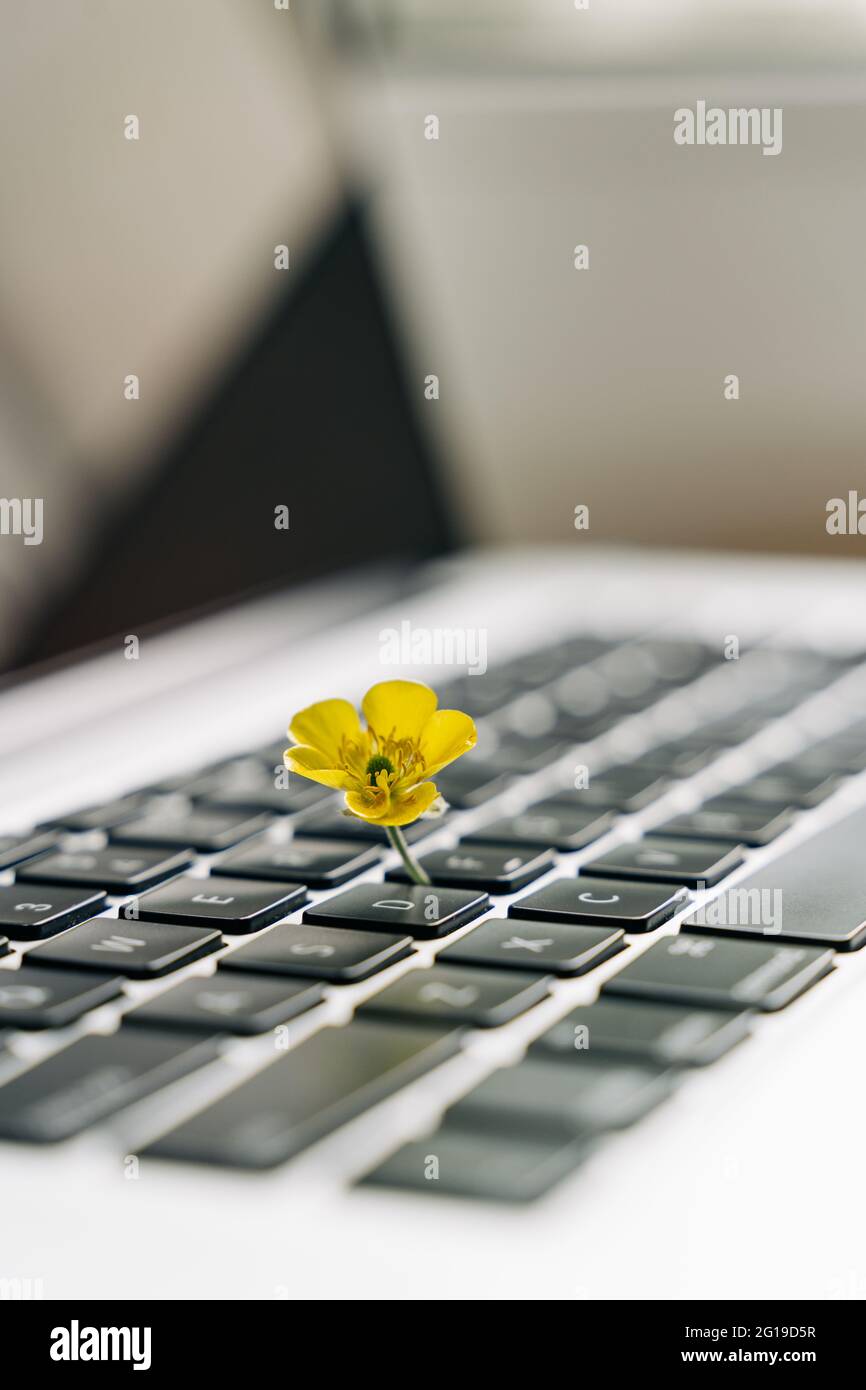 Laptop keyboard with yellow flower growing on it. Green IT computing ...