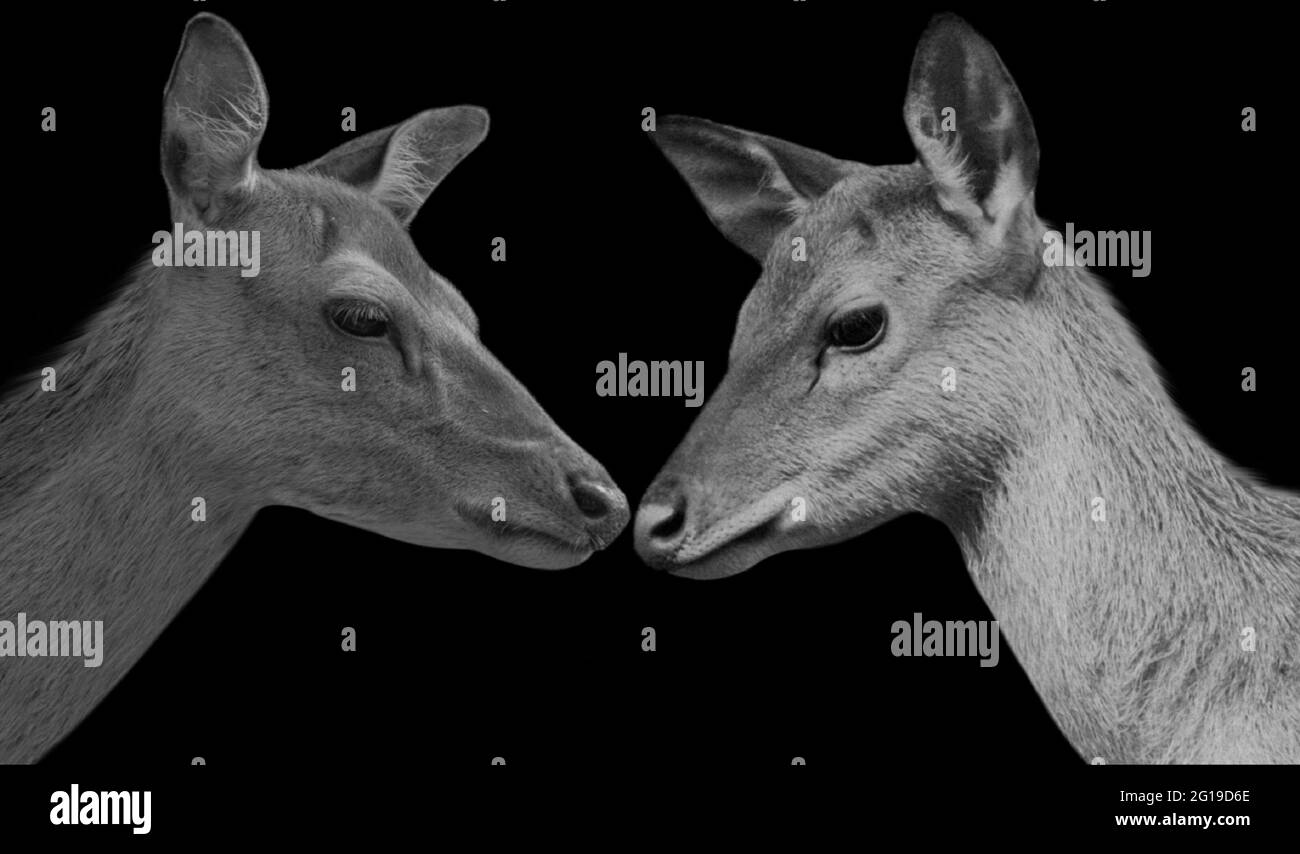 Beautiful Couple Deer In The Black Background Stock Photo - Alamy