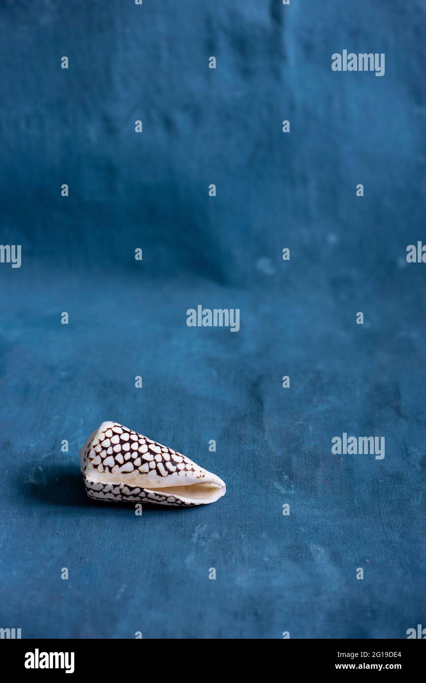 Shell marbled cone snail conus hi-res stock photography and images - Alamy