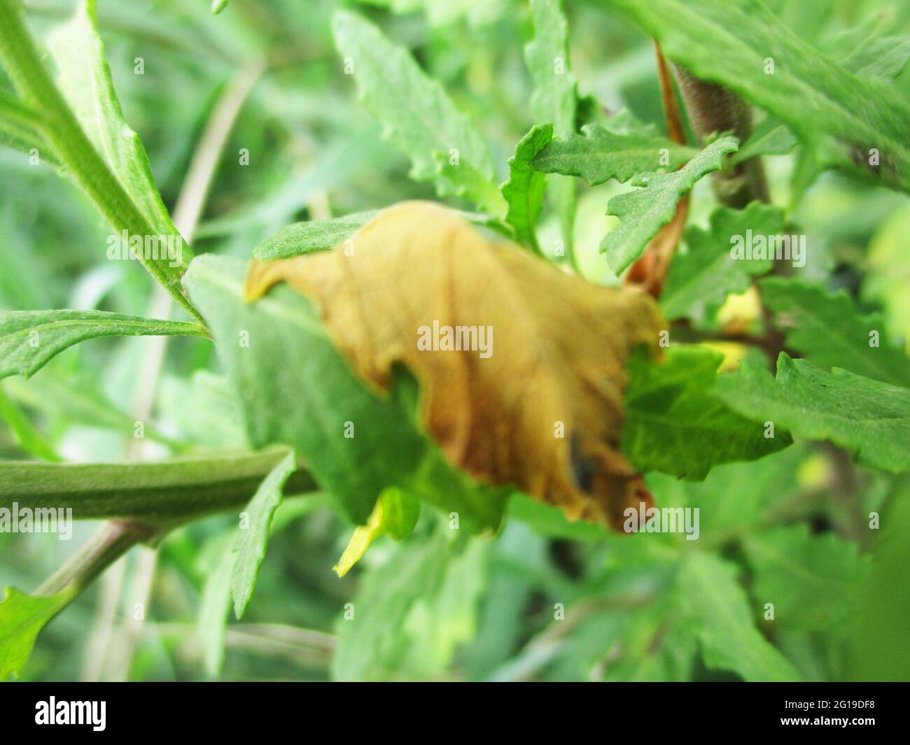 Green Leaves, Beautiful Flowers, Foliage and green Nature Isolated ...