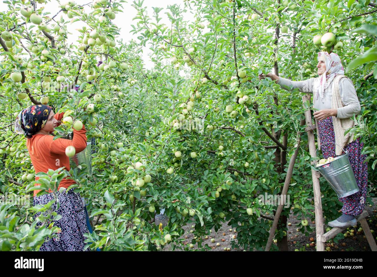 Collecting apples orchard hi-res stock photography and images - Alamy