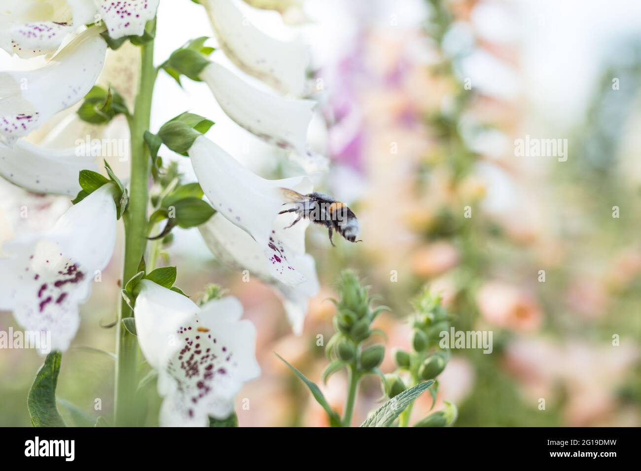 Bumblebee pollinating a perennial flower delphinium or larkspur using its unique method buzz ...