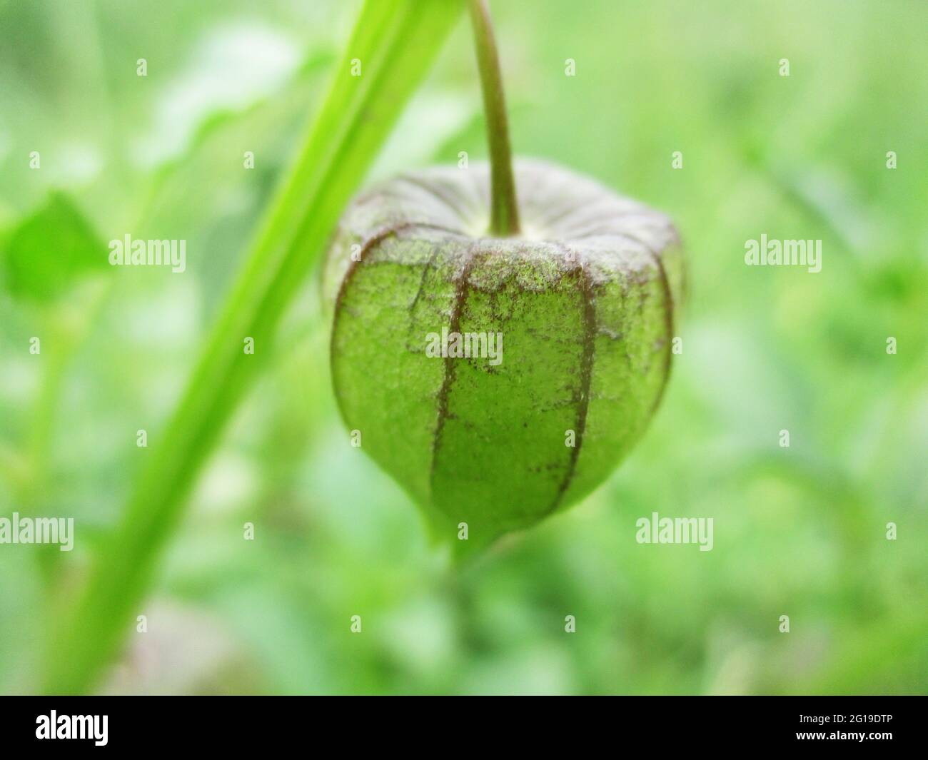 Green Leaves, Beautiful Flowers, Foliage and green Nature Isolated ...