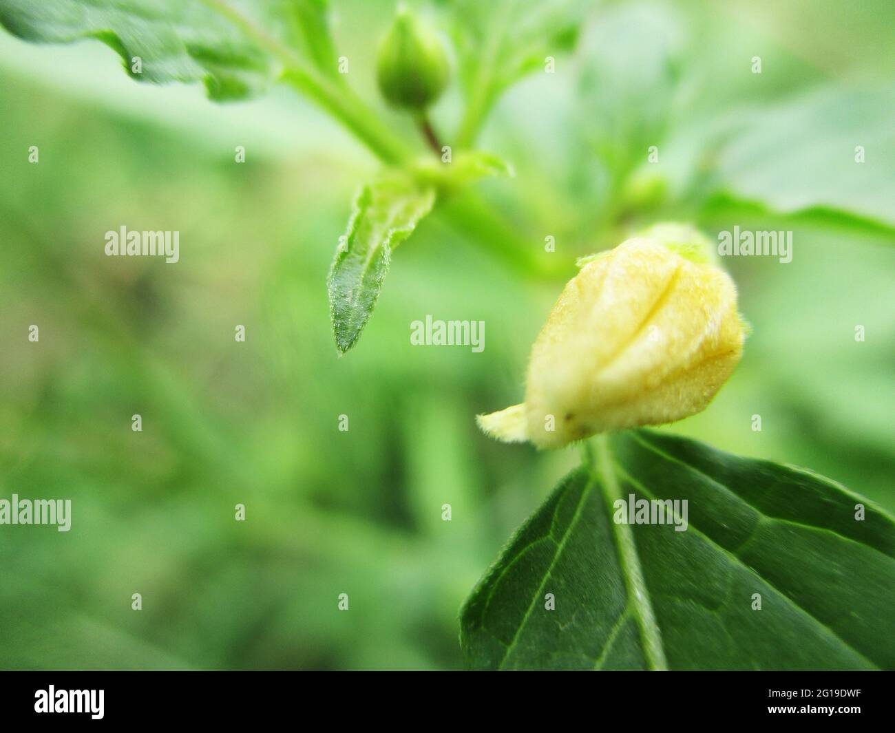 Green Leaves, Beautiful Flowers, Foliage and green Nature Isolated ...