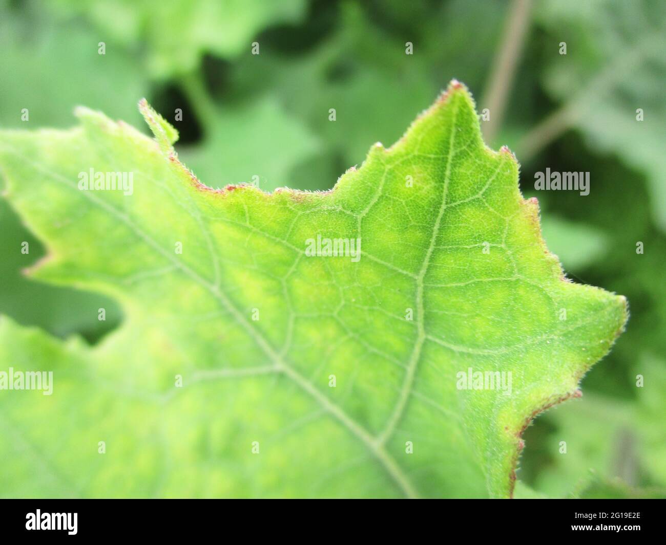 Green Leaves, Beautiful Flowers, Foliage and green Nature Isolated ...