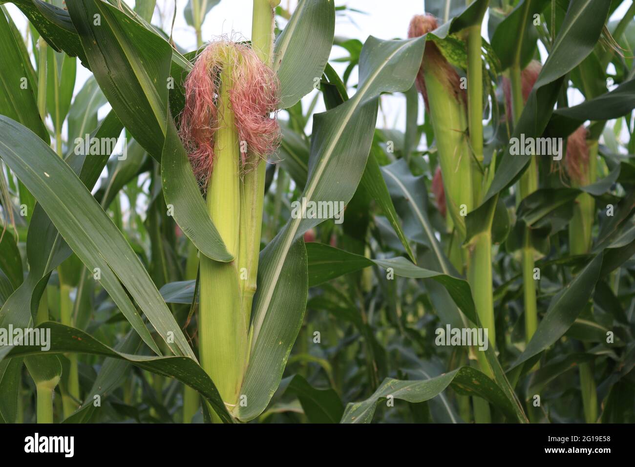 green colored maize tree firm on field for harvest Stock Photo - Alamy