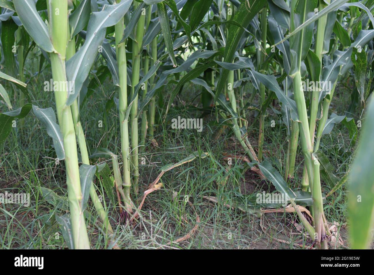 green colored maize tree firm on field for harvest Stock Photo - Alamy