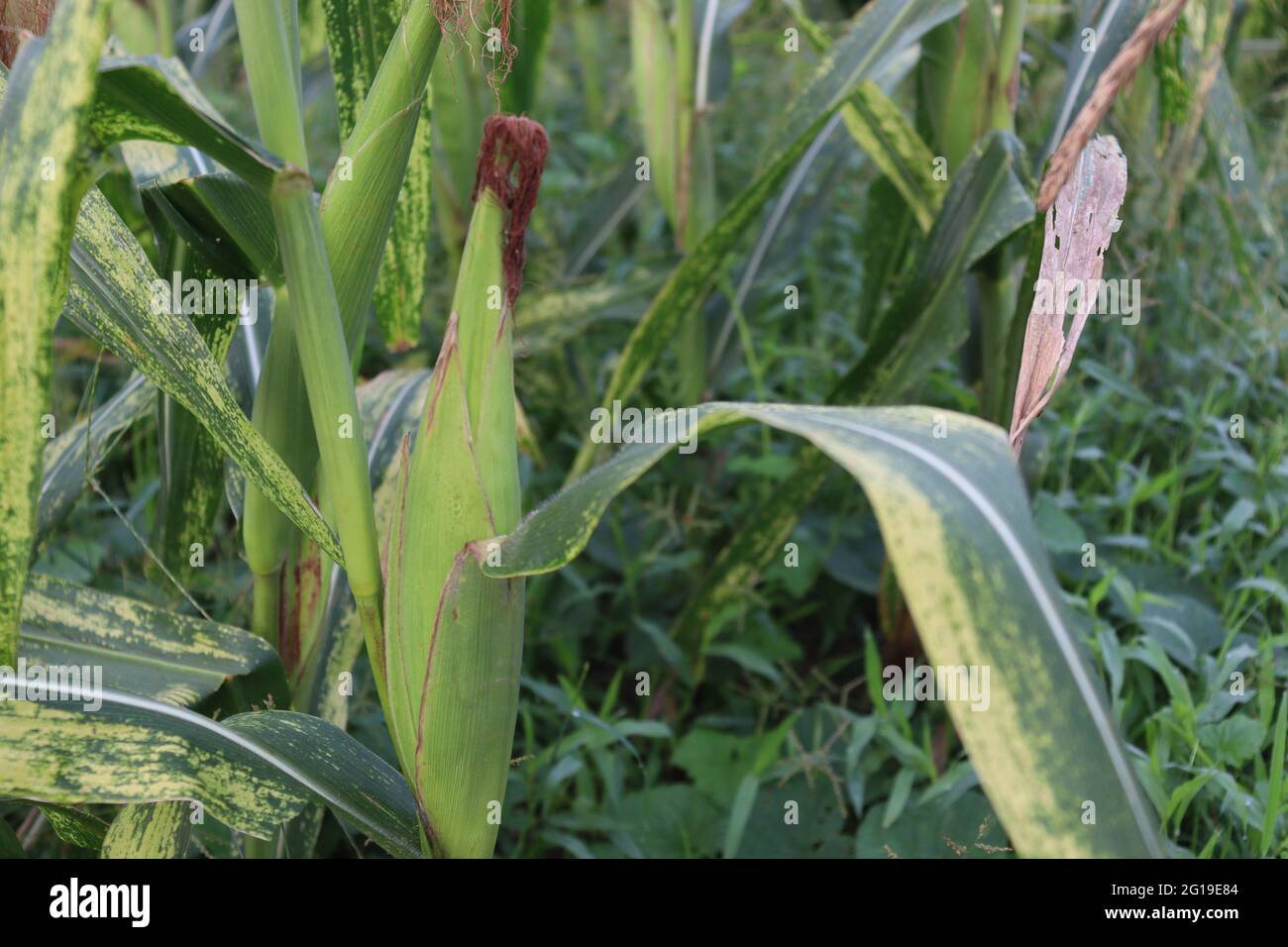 green colored maize tree firm on field for harvest Stock Photo - Alamy