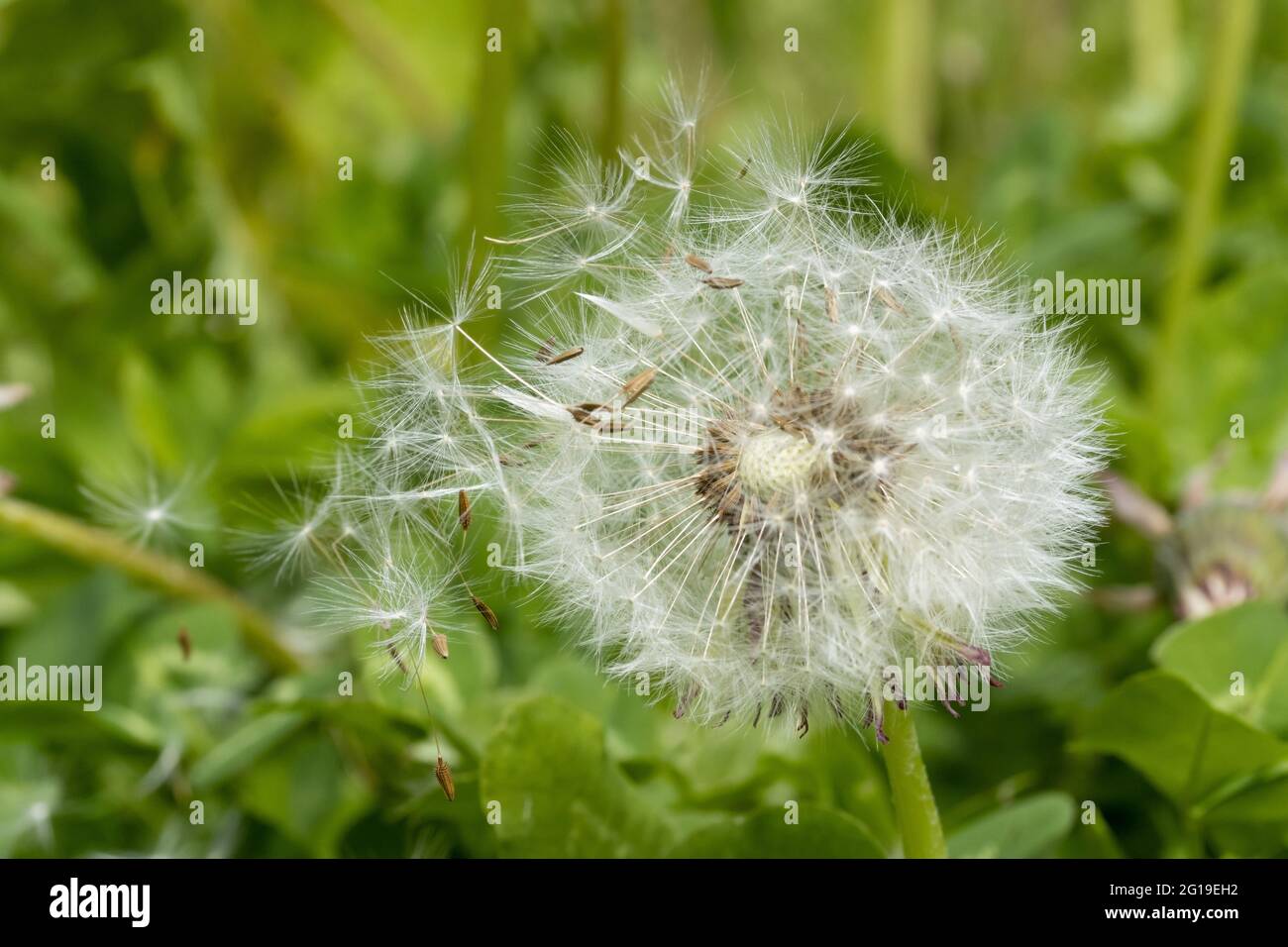 Dandelion with flying seeds on a green field, macro view Stock Photo ...