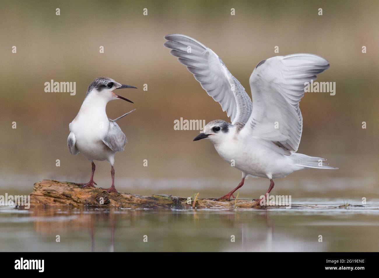 Two young whiskered terns on a log Stock Photo - Alamy
