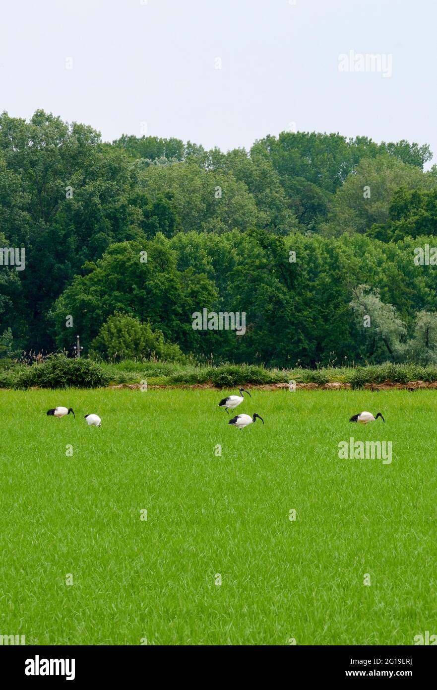 Zelo italy hi-res stock photography and images - Alamy