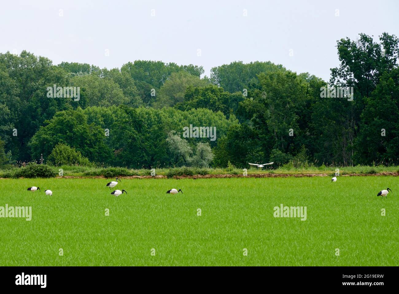 Zelo italy hi-res stock photography and images - Alamy